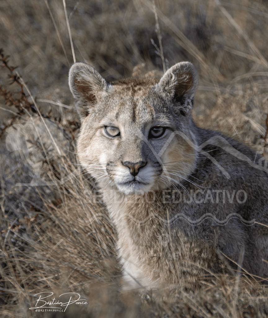 Puma – Sendero Educativo Las Trancas